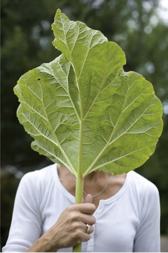 DIY Project: Make Your Own Garden-Leaf Stone : HomeJelly