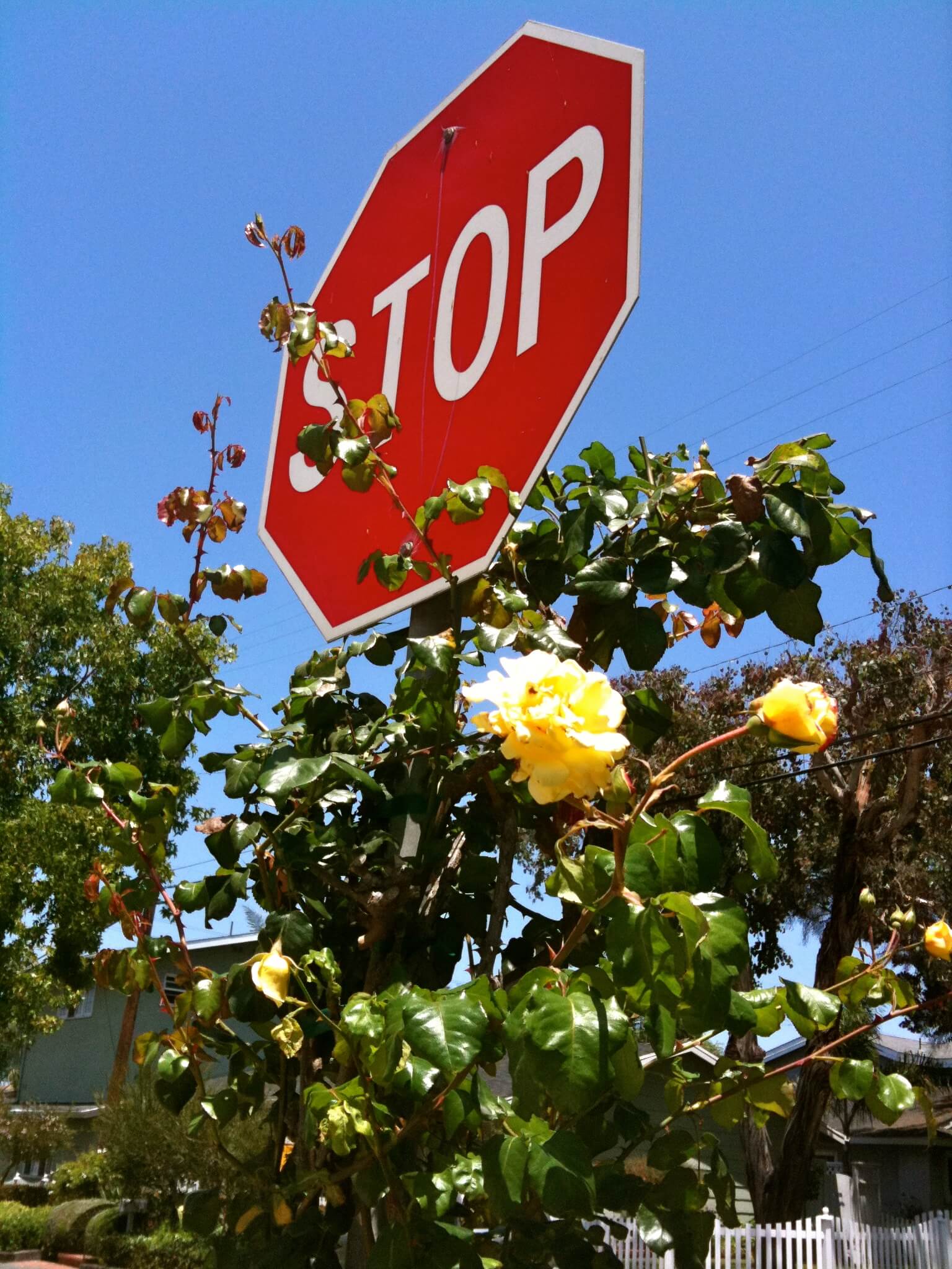 DIY Curb Appeal: Create A Welcoming Botanical Archway - HomeJelly