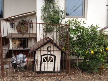 Hens Housed In Million Dollar Digs - HomeJelly
