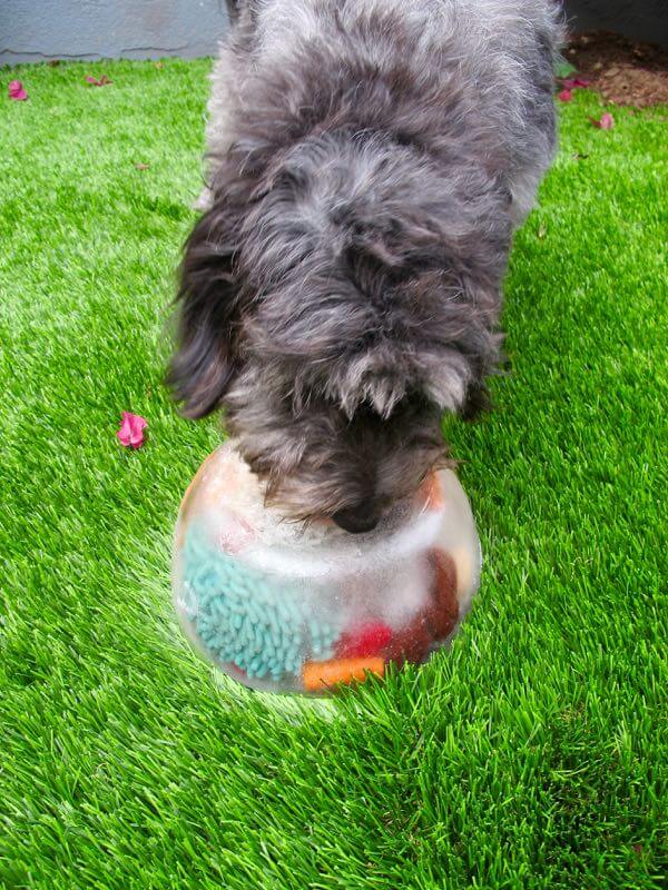DIY Dog Toy 'n Treat 'Pupsicle' Perfect for Cooling Pup - HomeJelly
