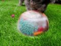 DIY Dog Toy 'n Treat 'Pupsicle' Perfect for Cooling Pup - HomeJelly