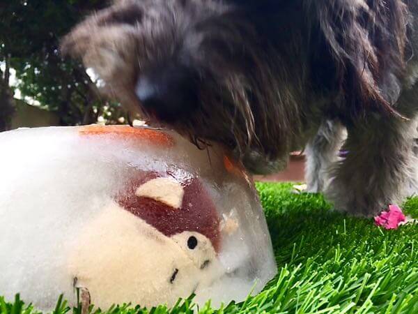 DIY Dog Toy 'n Treat 'Pupsicle' Perfect for Cooling Pup - HomeJelly